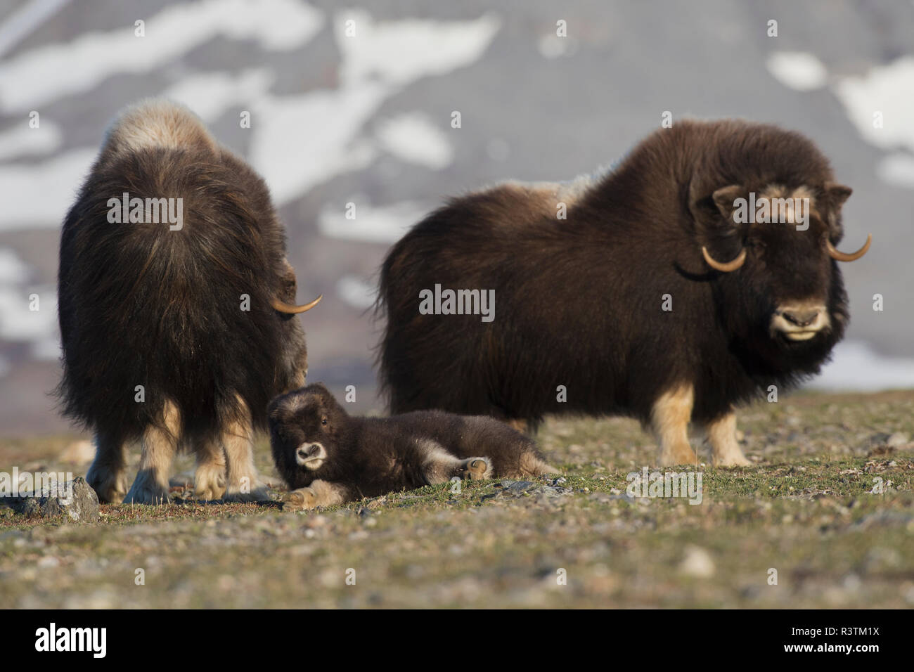 Musk ox calf lounging Stock Photo - Alamy