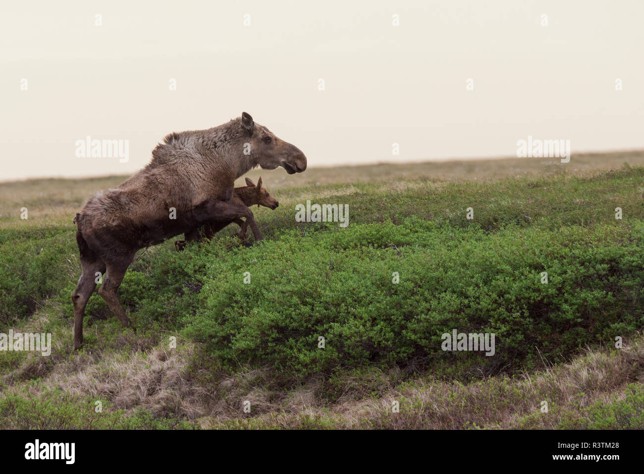 Alaskan moose cow escaping danger with newborn calf Stock Photo - Alamy