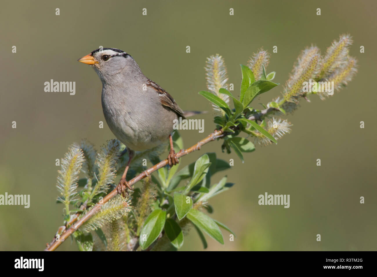 Arctic willow hi-res stock photography and images - Alamy