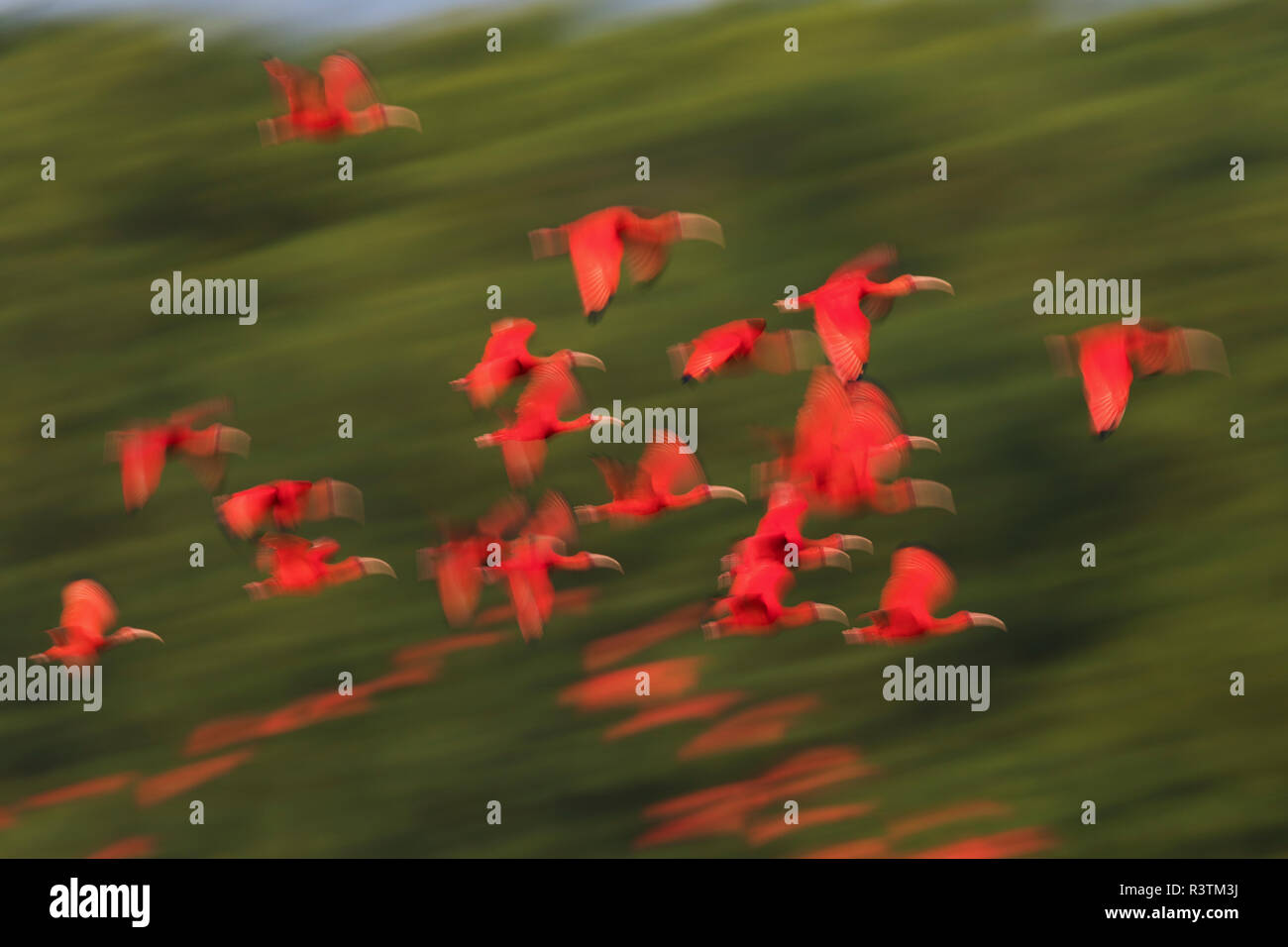 Scarlet Ibis flock flight motion Stock Photo - Alamy