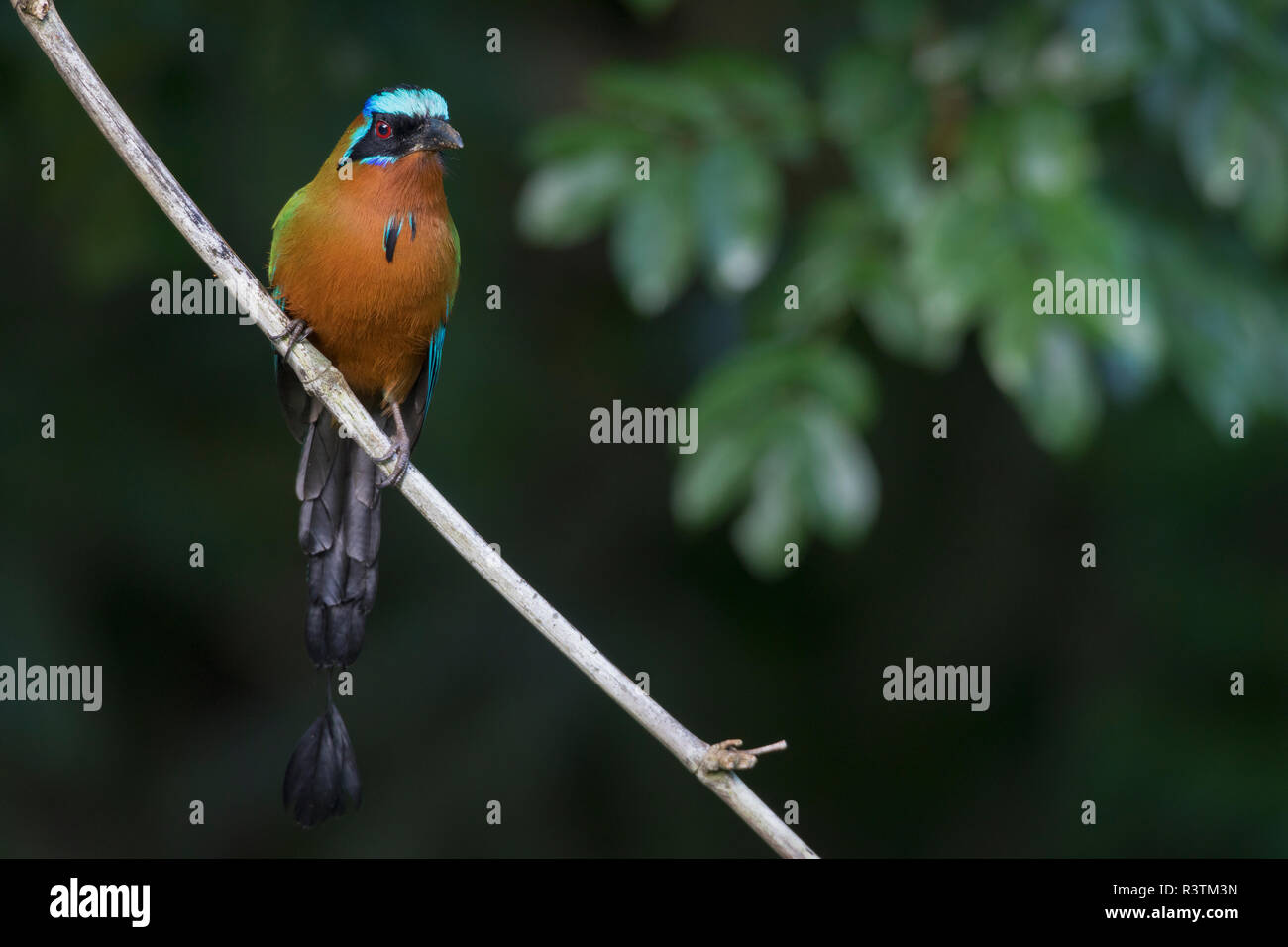 Trinidad motmot (Blue-crowned motmot Stock Photo - Alamy