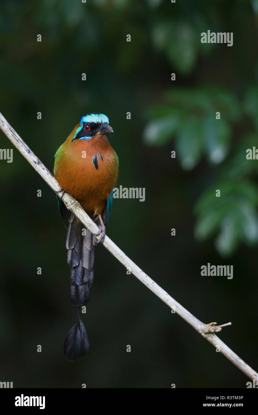 American motmot hi-res stock photography and images - Alamy