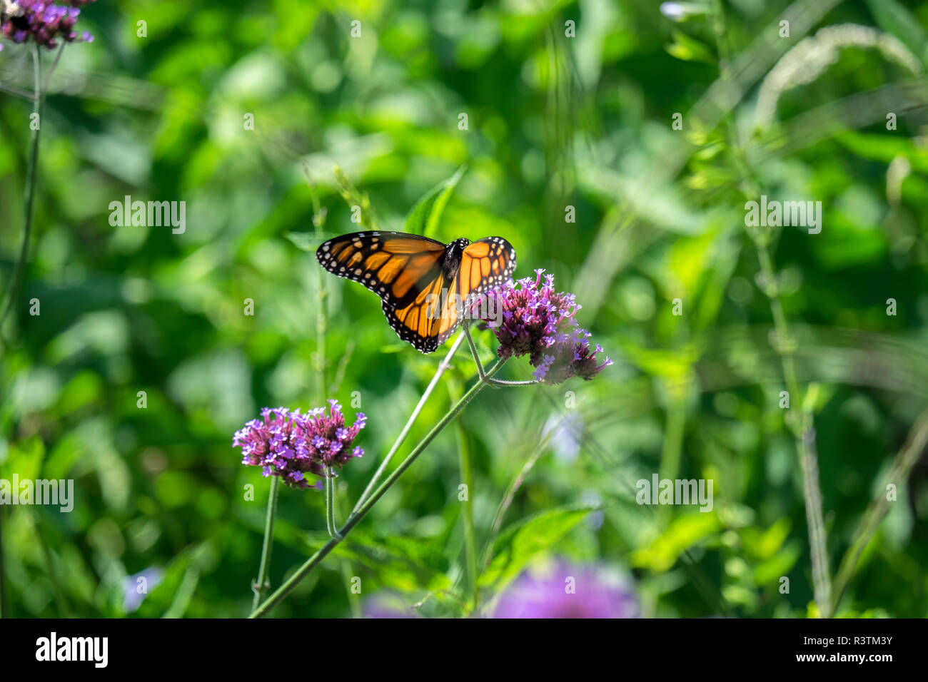 Monarch Butterfly, Usa Stock Photo - Alamy