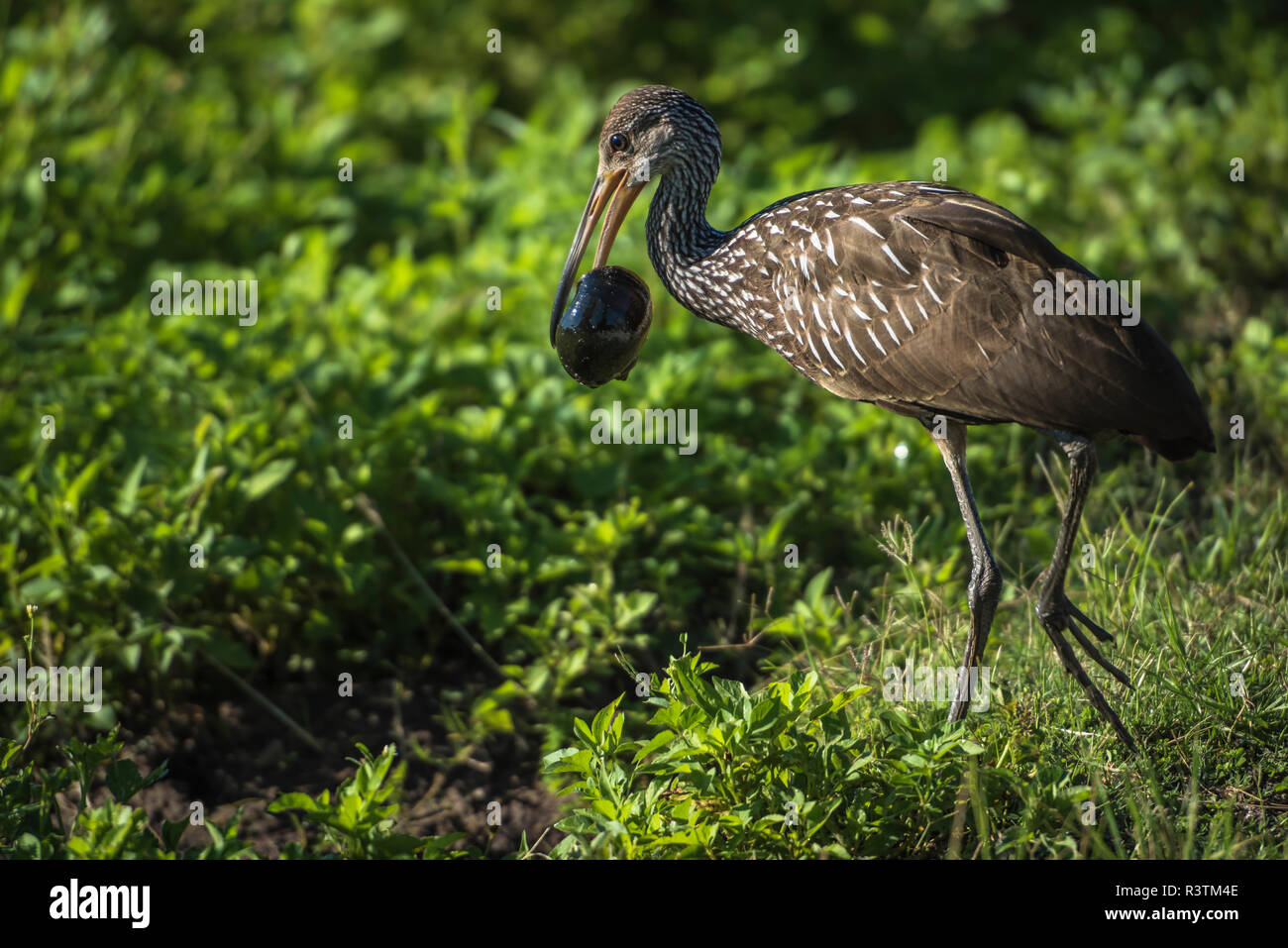 Spotted limpkin hi-res stock photography and images - Alamy