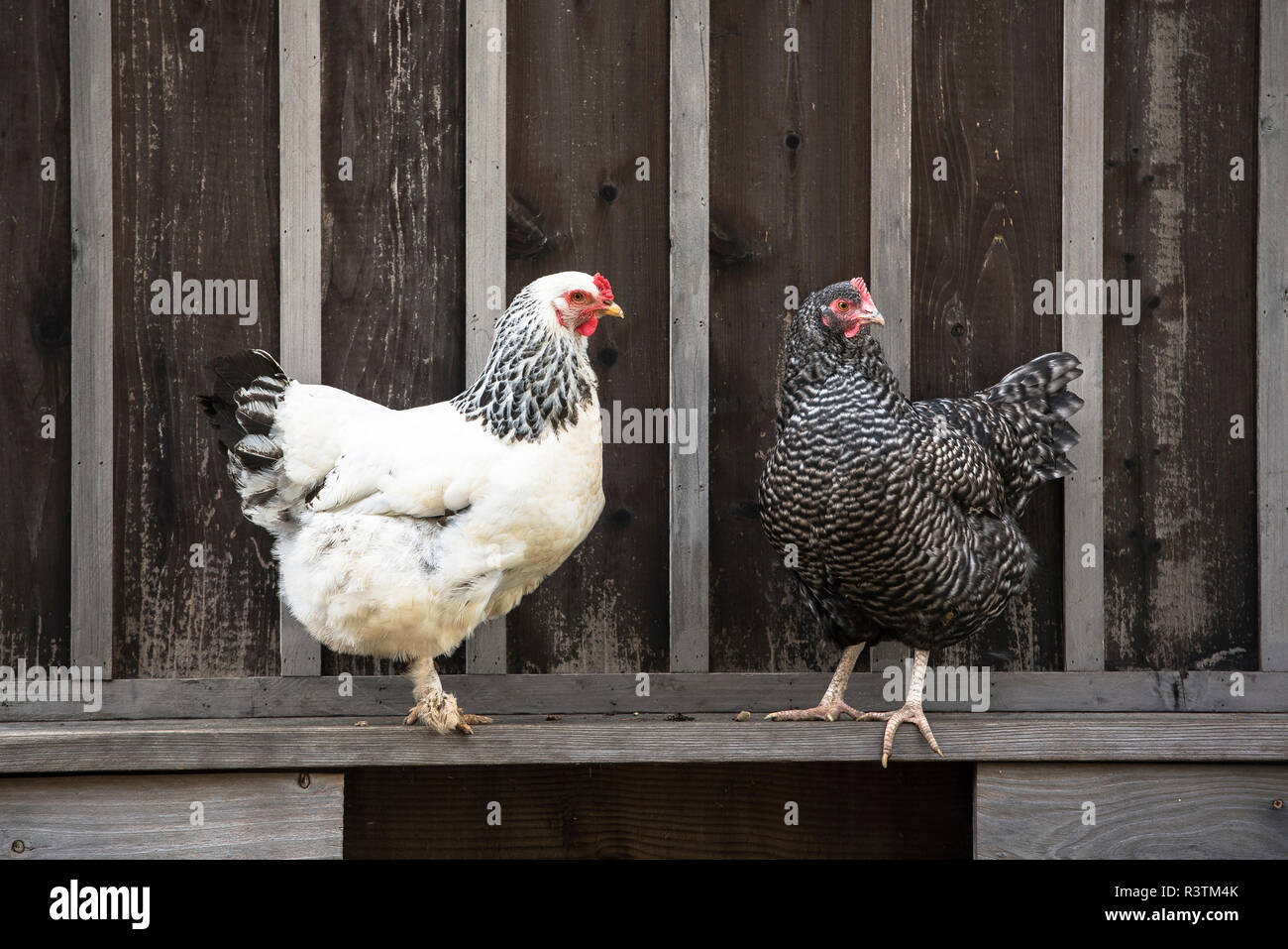 White chicken sitting on fence hi-res stock photography and images - Alamy