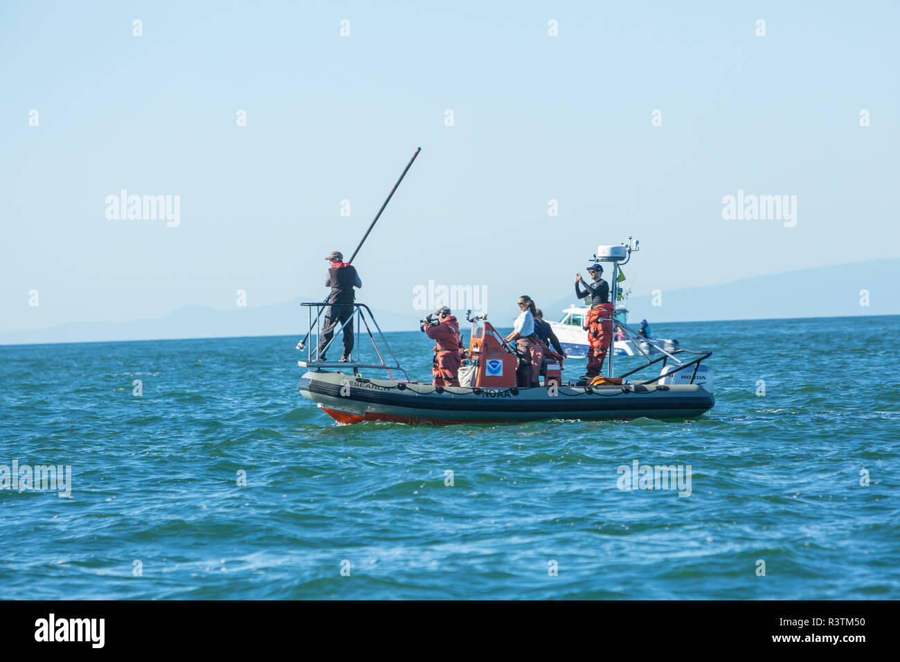 Transient Orca Killer Whales (Orca orcinus), Pacific Northwest Stock ...