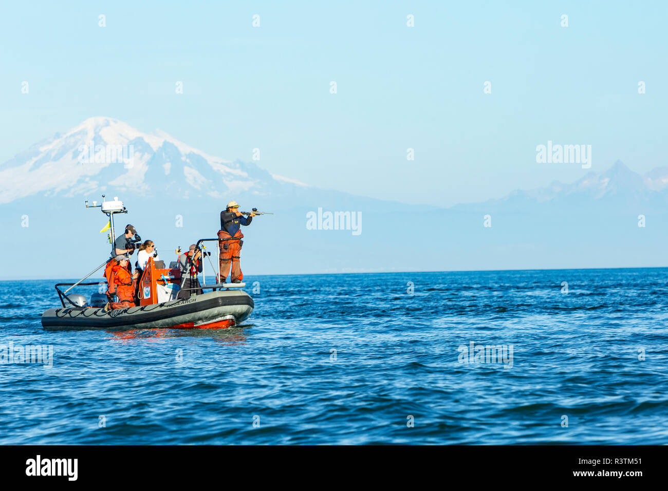 Researchers from NOAA studying. transient Orca Killer Whales (Orca ...