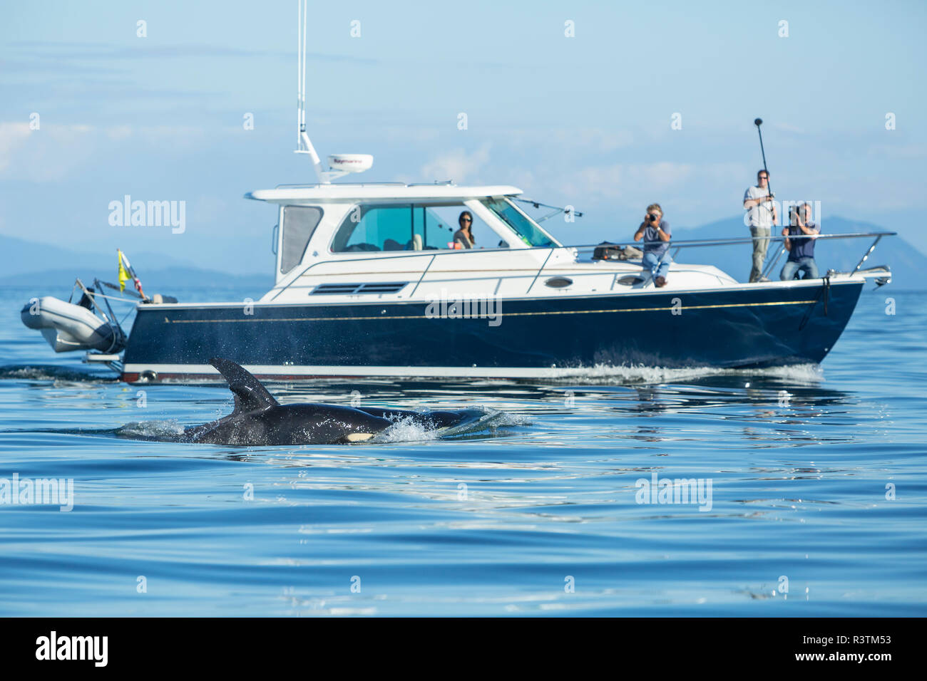 Transient Orca Killer Whales (Orca orcinus), Pacific Northwest Stock ...