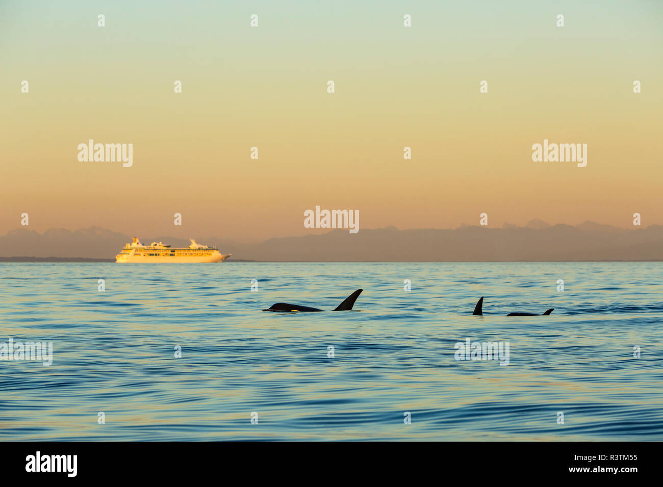 Transient Orca Killer Whales (Orca orcinus), Pacific Northwest Stock ...