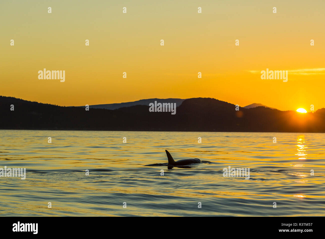 Transient Orca Killer Whales (Orca orcinus), Pacific Northwest Stock ...