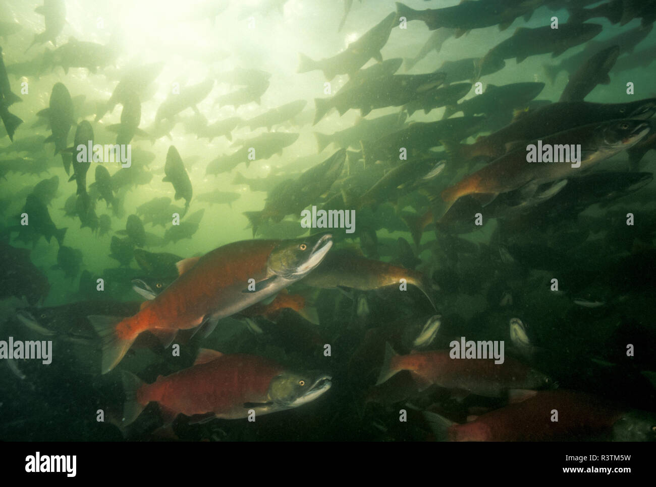 Salmon migration pacific northwest hi-res stock photography and images ...