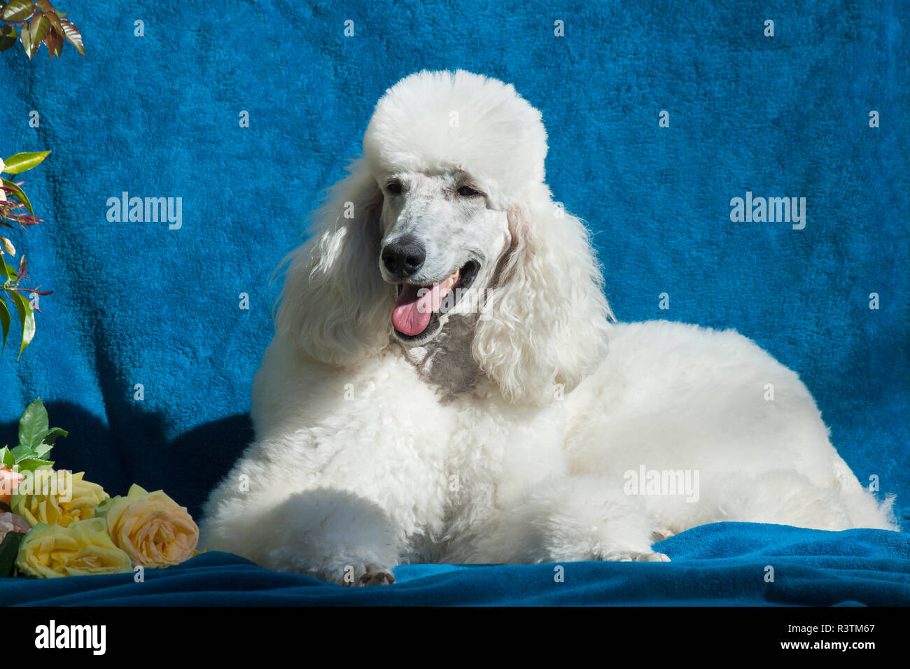 Standard Poodle laying on blue fabric (MR Stock Photo - Alamy