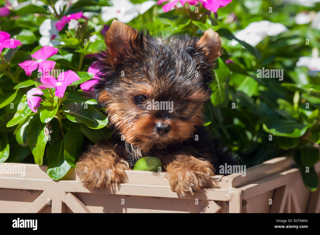 Yorkshire Terrier Puppy in flower pot Stock Photo - Alamy