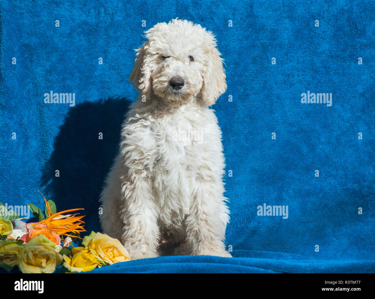 White Standard Poodle sitting down with blue background (MR Stock Photo ...