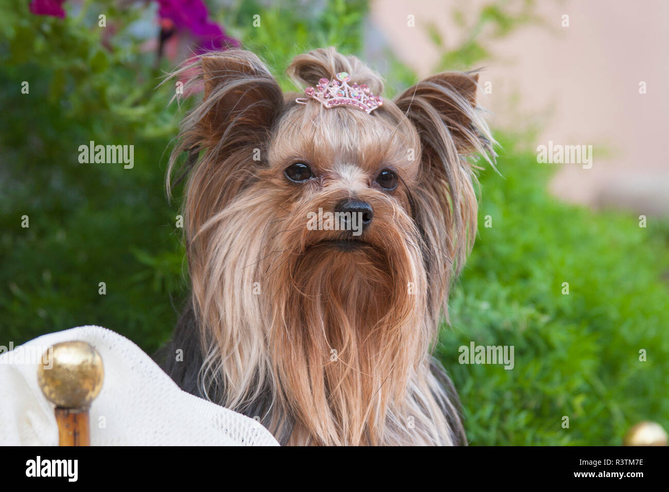 Yorkshire Terrier portrait Stock Photo - Alamy