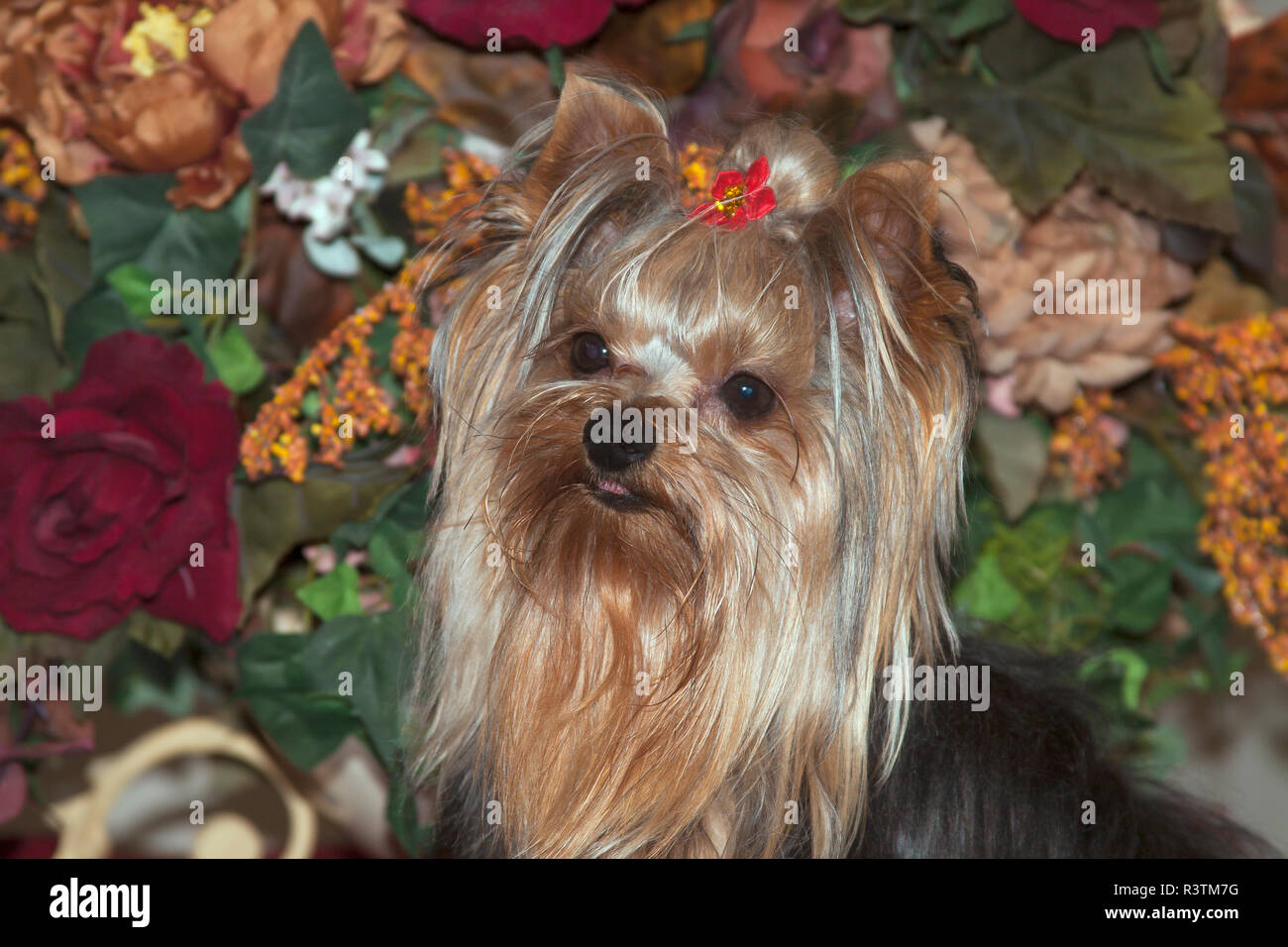 Yorkshire Terrier portrait Stock Photo - Alamy