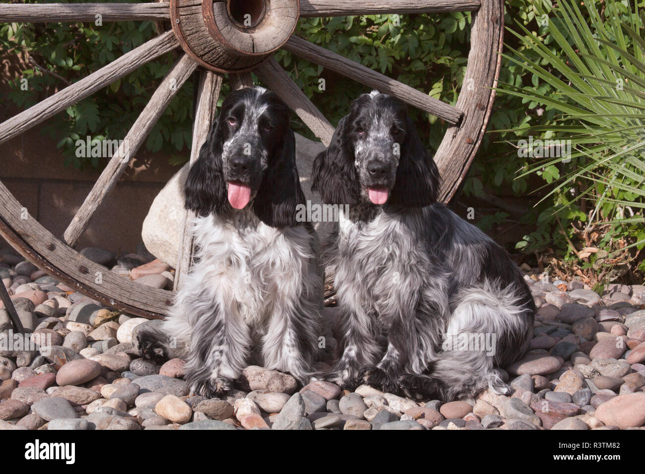 Group of spaniels hi-res stock photography and images - Alamy