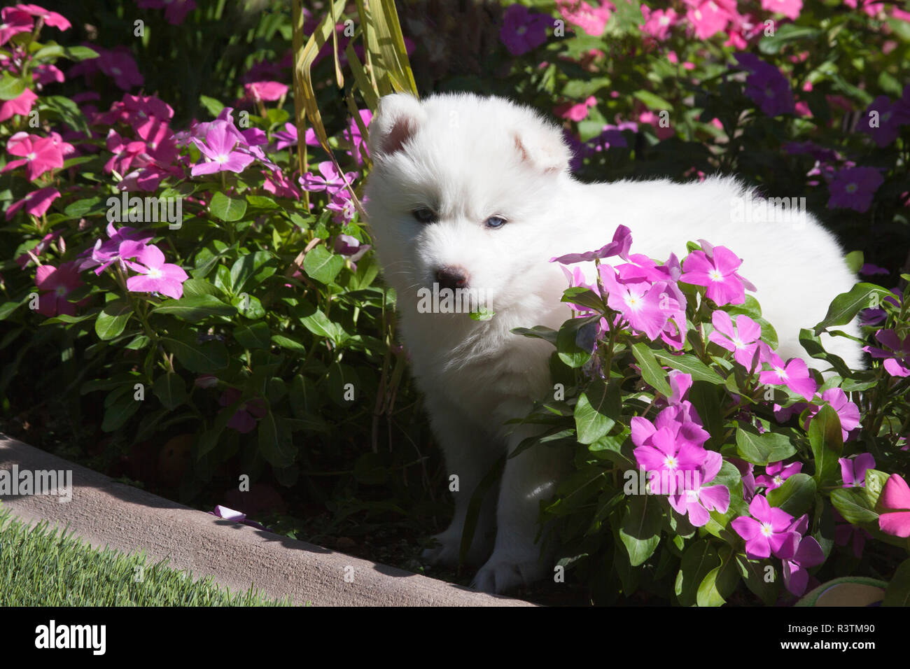 Siberian Husky puppy in flowers (PR Stock Photo - Alamy