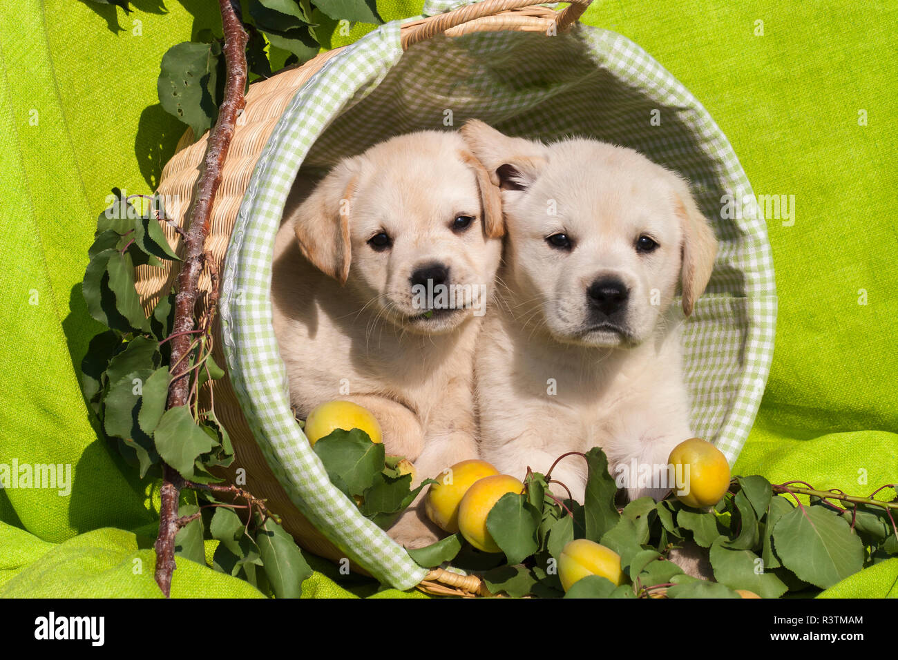 Labrador retriever puppy in basket hi-res stock photography and images ...
