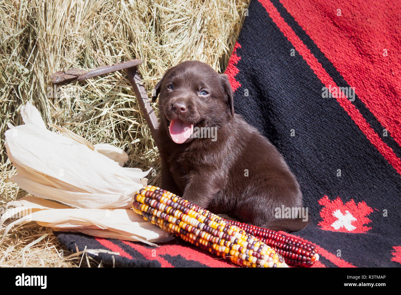 Chocolate Labrador Retriever puppy sitting on an Indian blanket with ...