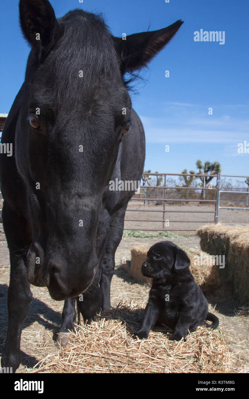 Black Horse and Black Labrador Retriever puppy on a hay bale (PR Stock ...