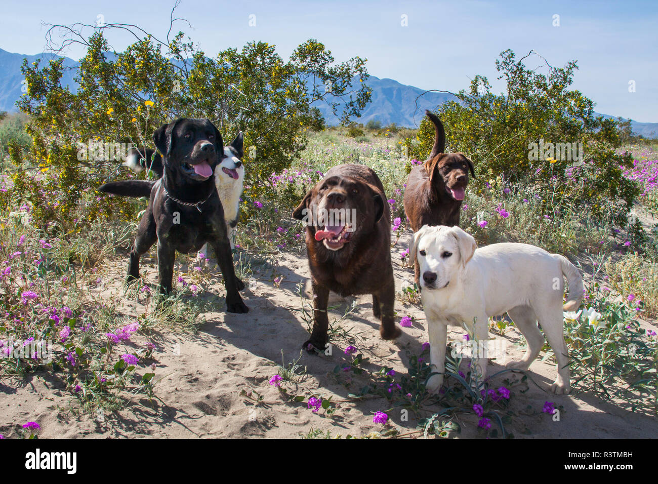 Group of Labrador Retrievers standing in a field of desert wildflowers ...