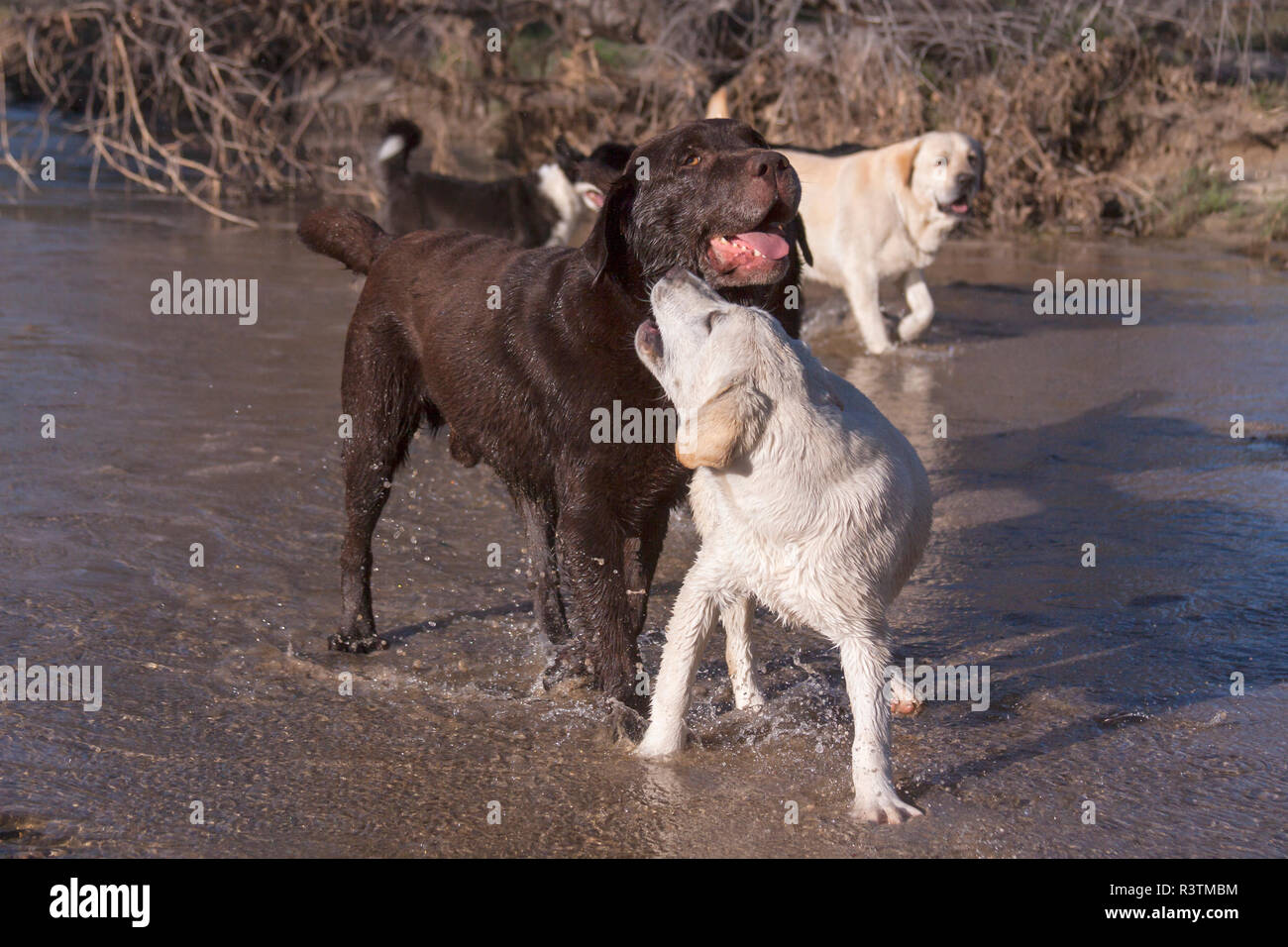 Black yellow and chocolate labrador retrievers hi-res stock photography ...