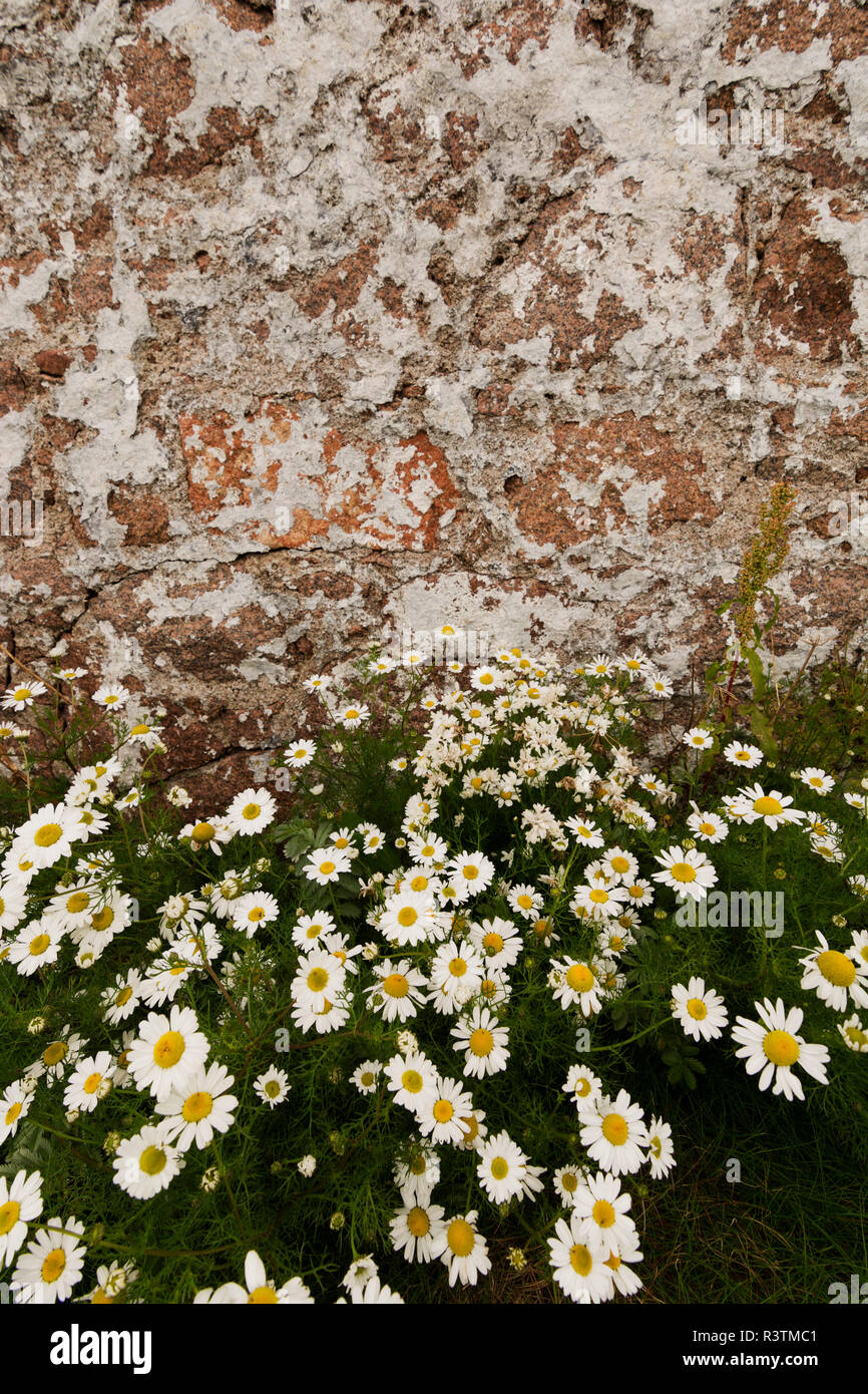 Stone Wall at Buchan Ness lighthouse complex. Boddam. Peterhead ...