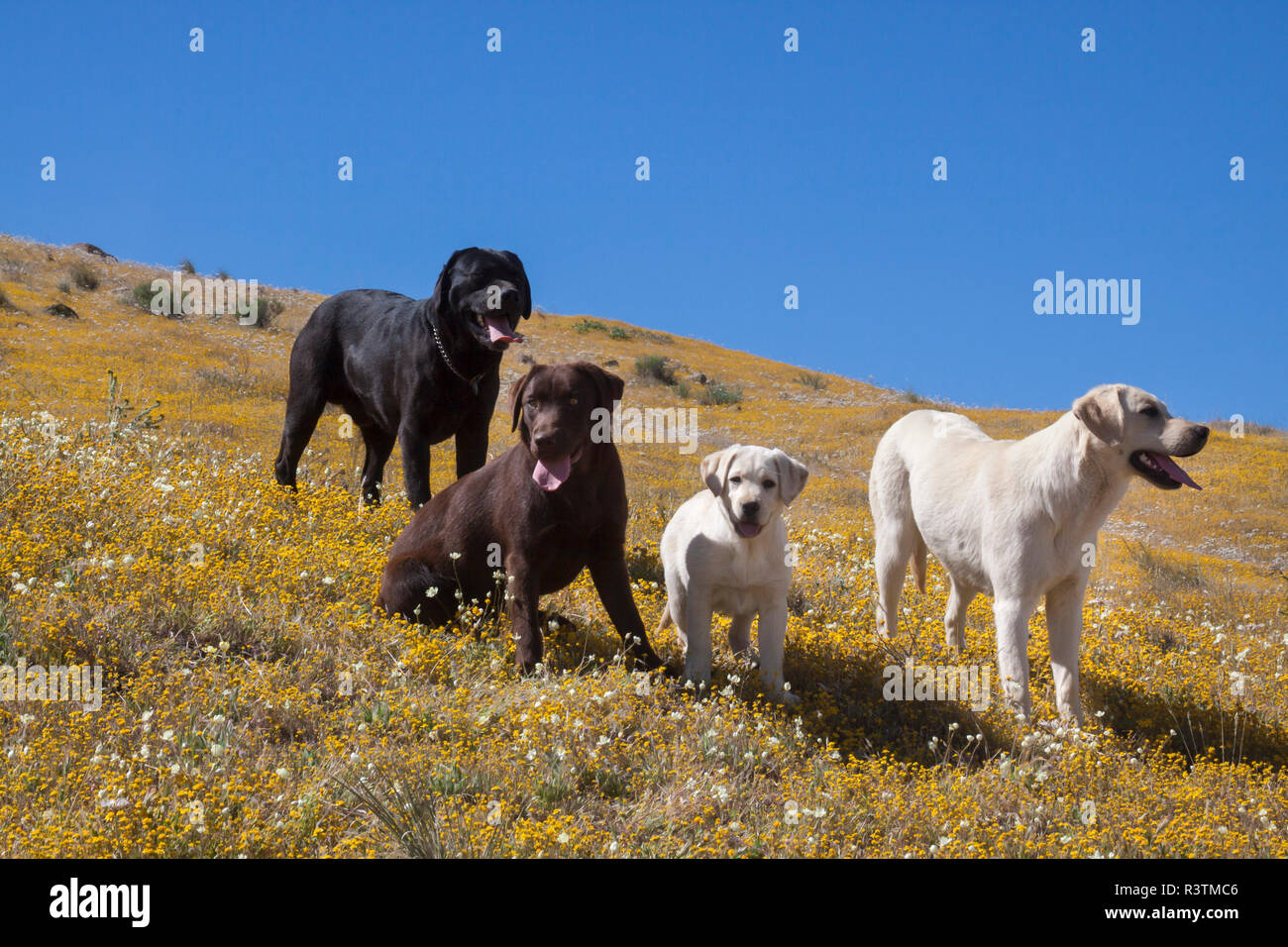 Group of Labrador Retrievers on a hill full of yellow flowers (PR Stock ...