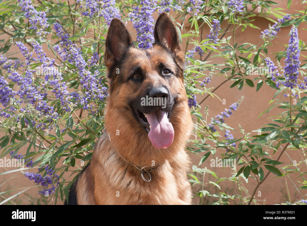 German Shepherd (PR Stock Photo - Alamy