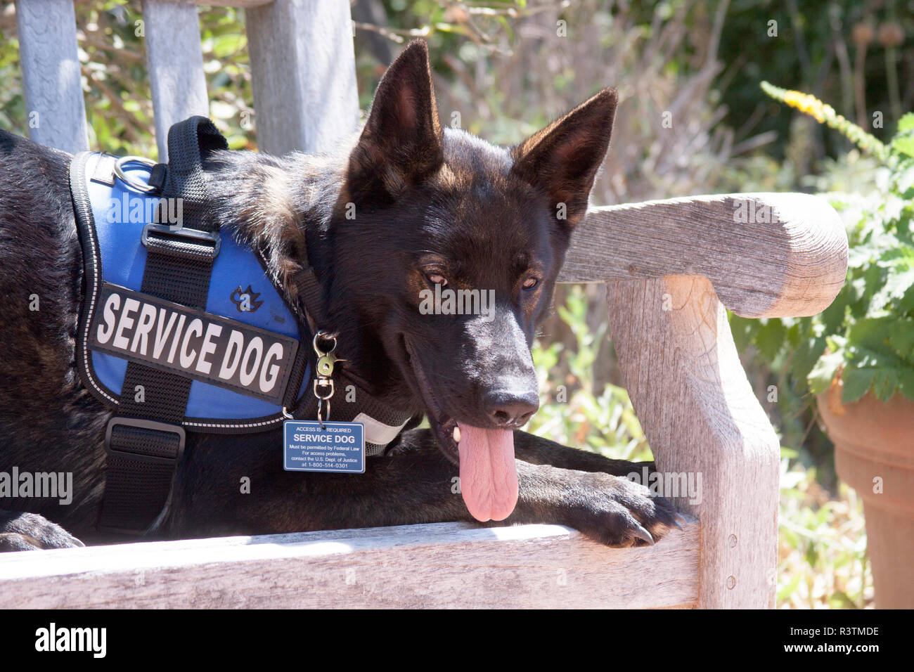 German Shepherd (PR Stock Photo - Alamy
