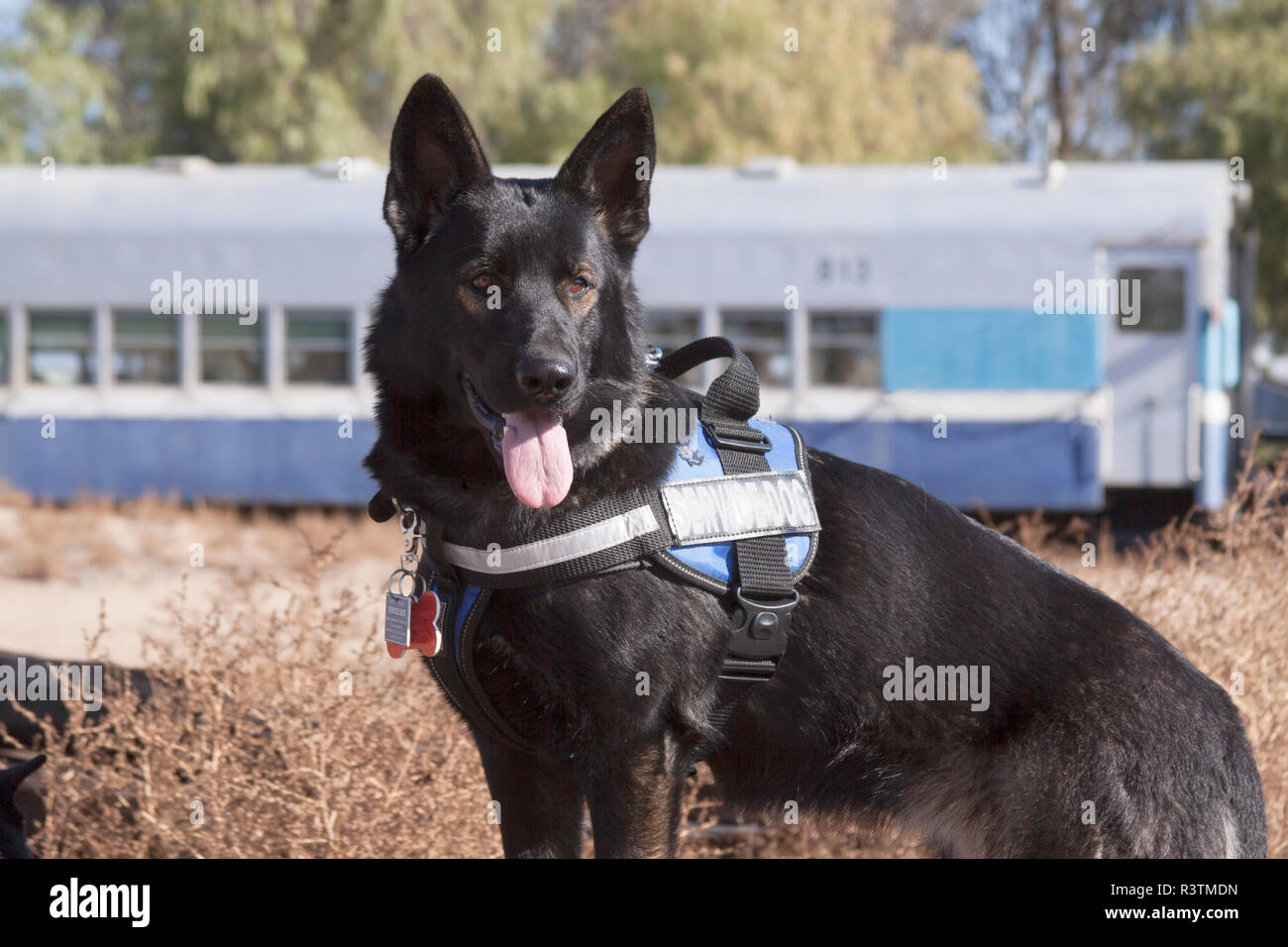 German Shepherd (PR Stock Photo - Alamy