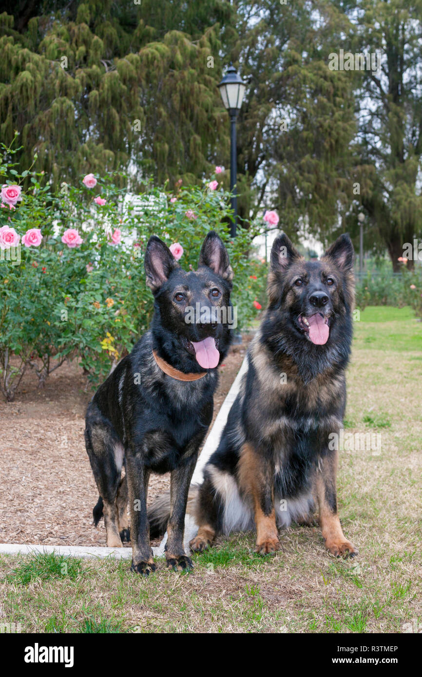 German Shepherds (PR Stock Photo - Alamy