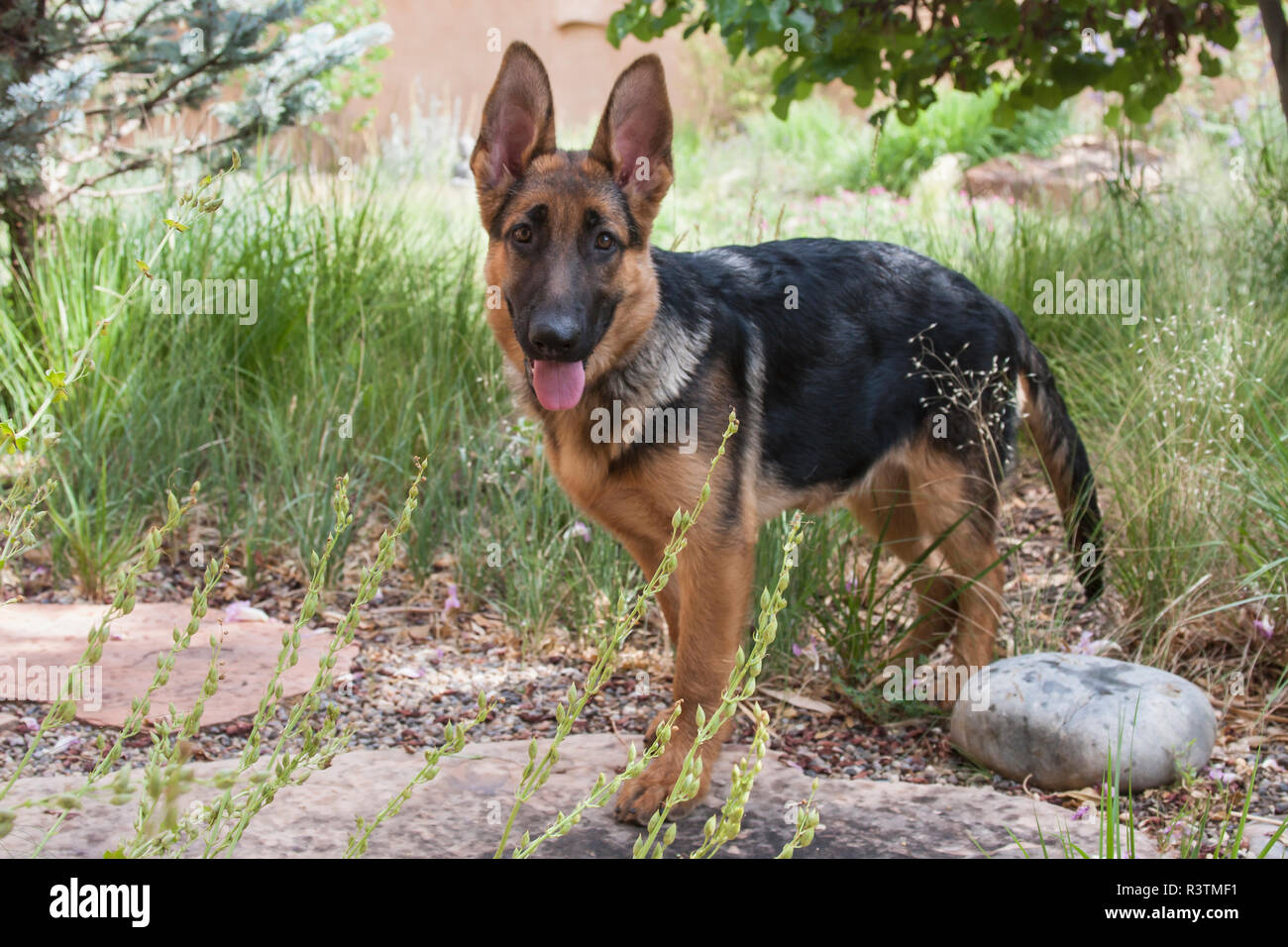 German Shepherd (PR Stock Photo - Alamy