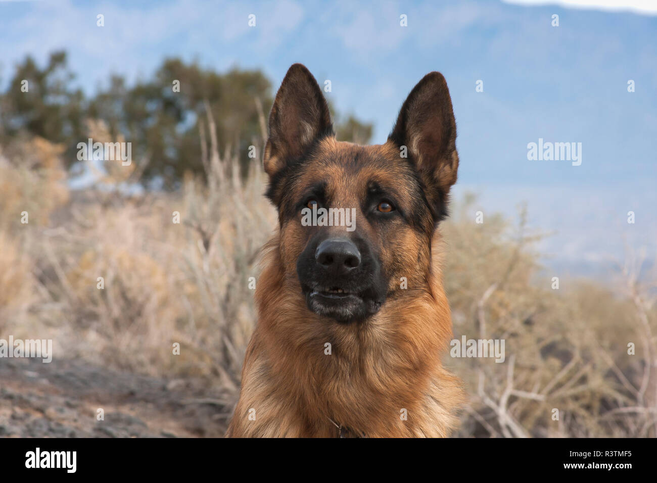 German Shepherd (PR Stock Photo - Alamy