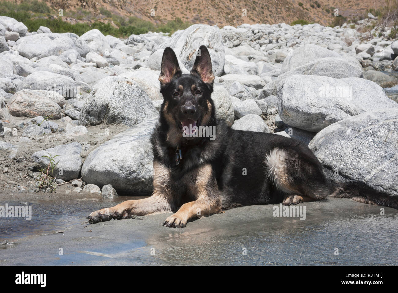 German Shepherd (PR Stock Photo - Alamy