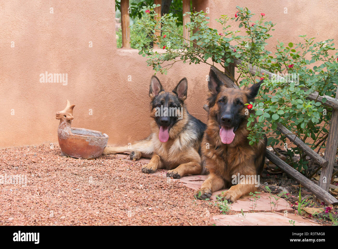 German Shepherd (PR Stock Photo - Alamy