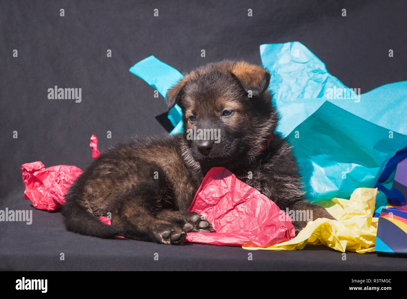 German Shepherd puppy (PR Stock Photo - Alamy