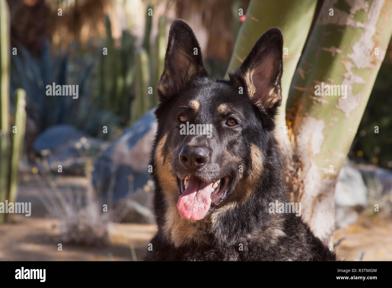 German Shepherd (PR Stock Photo - Alamy