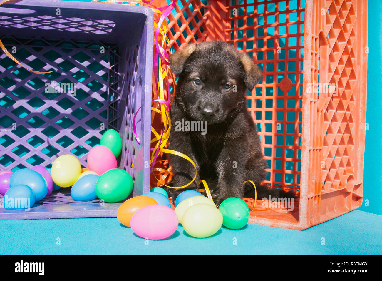 German Shepherd puppy (PR Stock Photo - Alamy