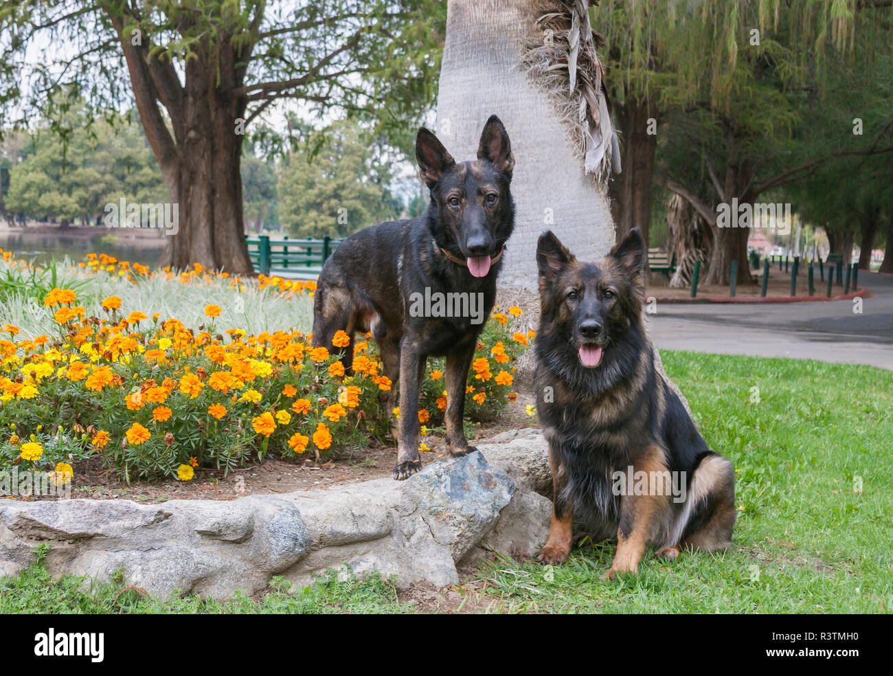 German Shepherd (PR Stock Photo - Alamy