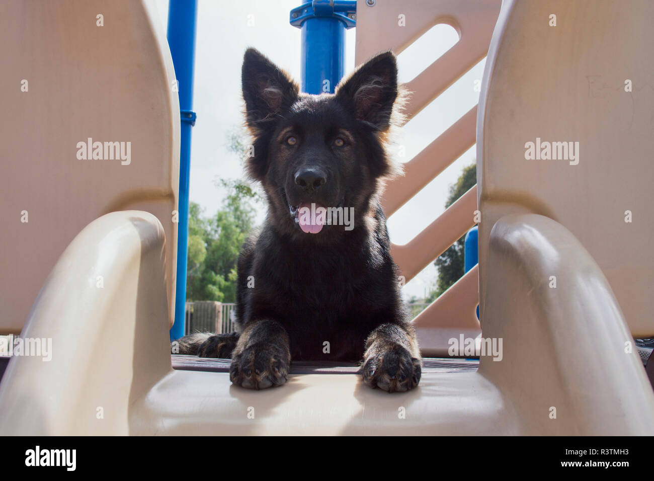 German Shepherd puppy (PR Stock Photo - Alamy