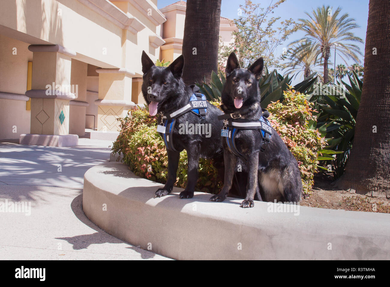 German Shepherd (PR Stock Photo - Alamy