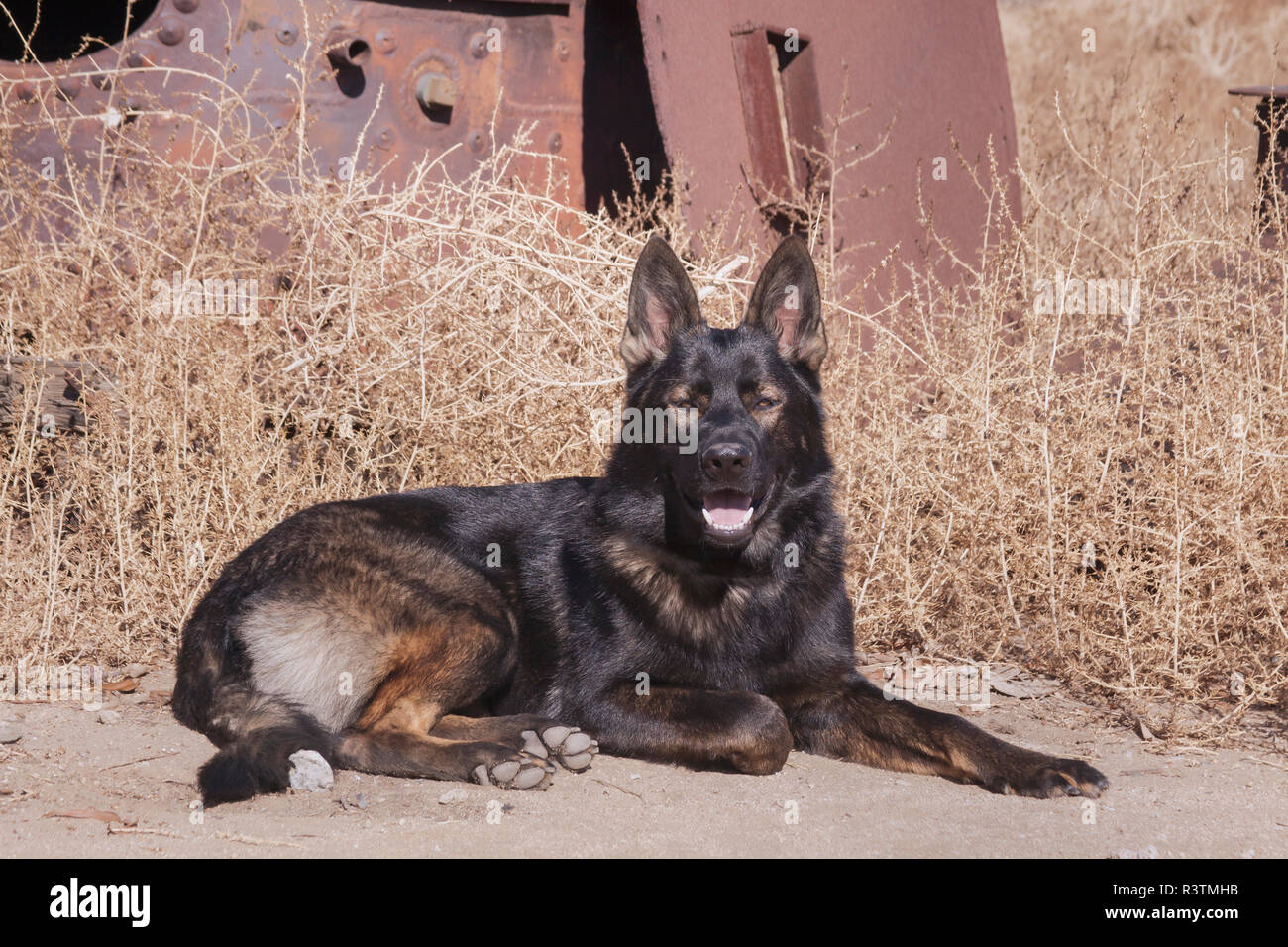 German Shepherd (PR Stock Photo - Alamy