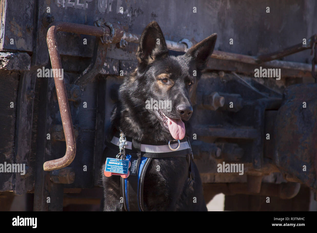 German Shepherd (PR Stock Photo - Alamy