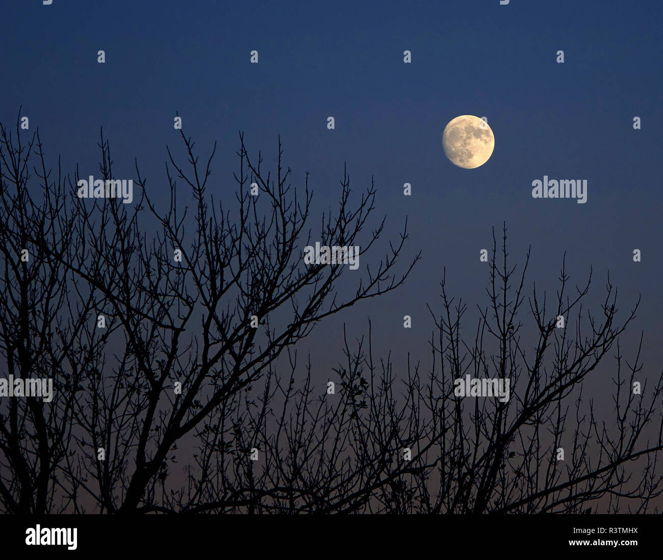 Full moon above tree branches Stock Photo - Alamy