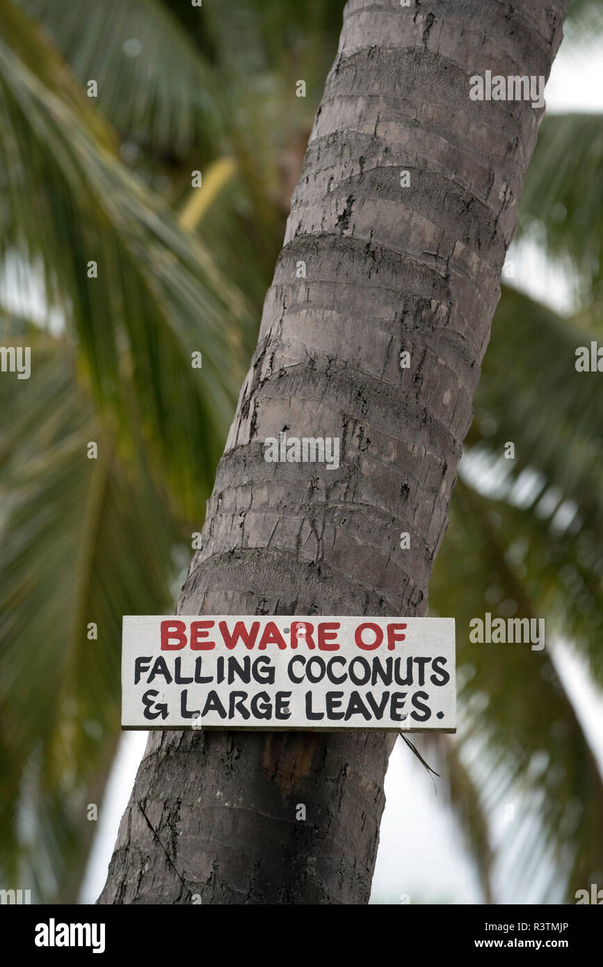 Fiji, Pacific Islands. 'Beware of Falling Coconut' sign posted on tree ...