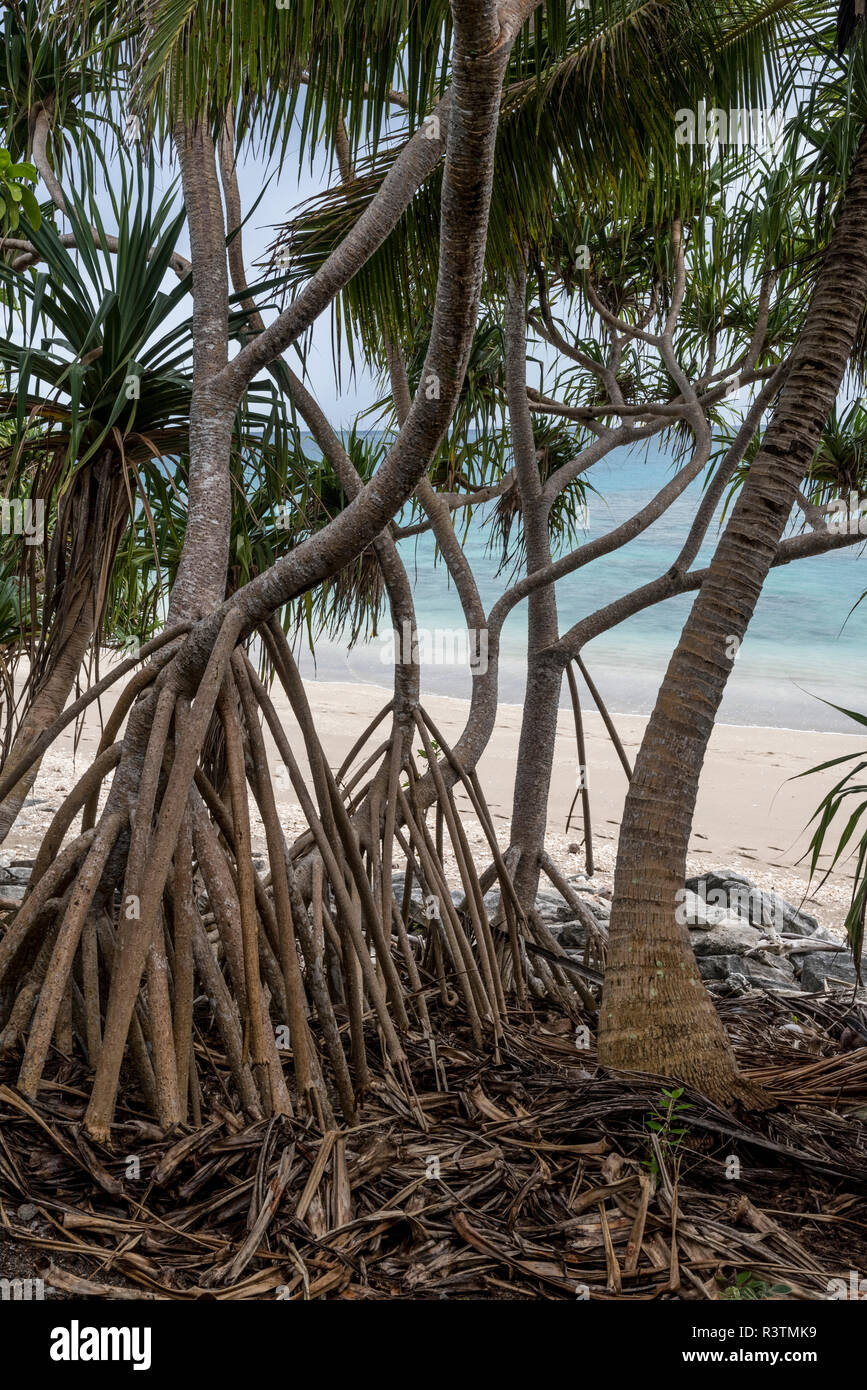 Pandanus tectorius hi-res stock photography and images - Alamy