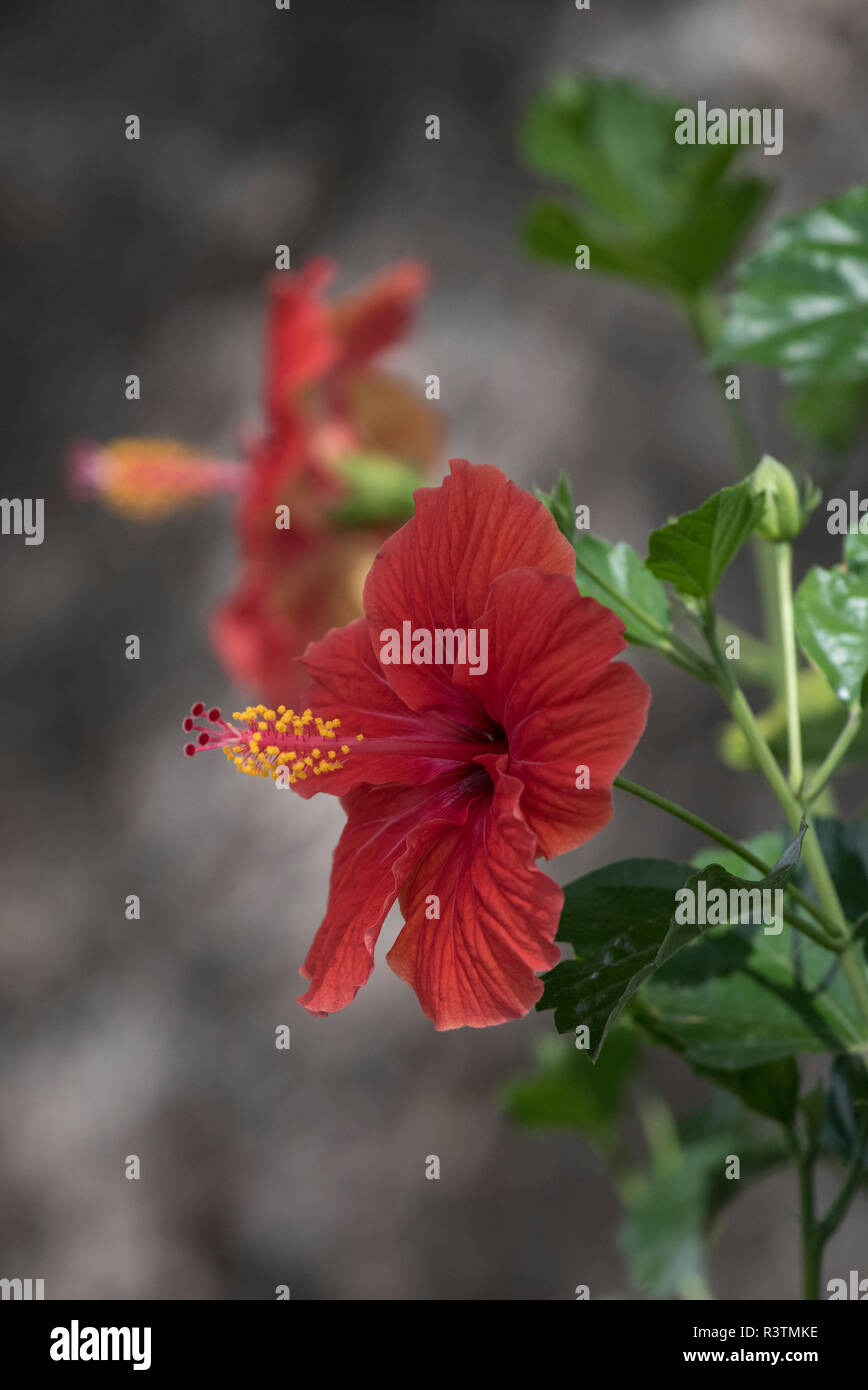 Hibiscus rosa-sinensis, Kingdom of Tonga Stock Photo - Alamy