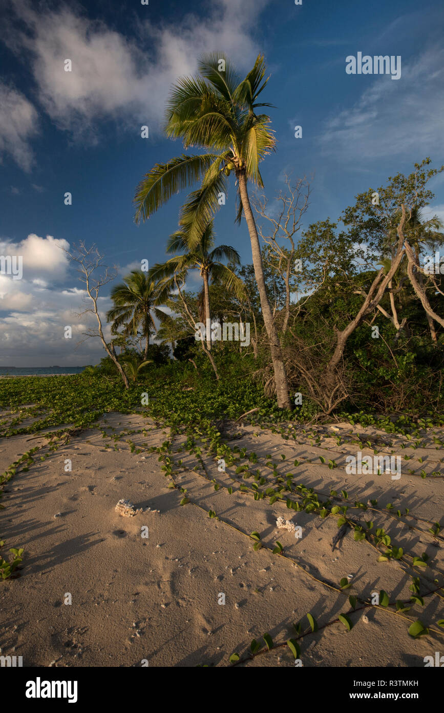 Pacific Islands, Tonga. Deserted sandy beach on an uninhabited island ...